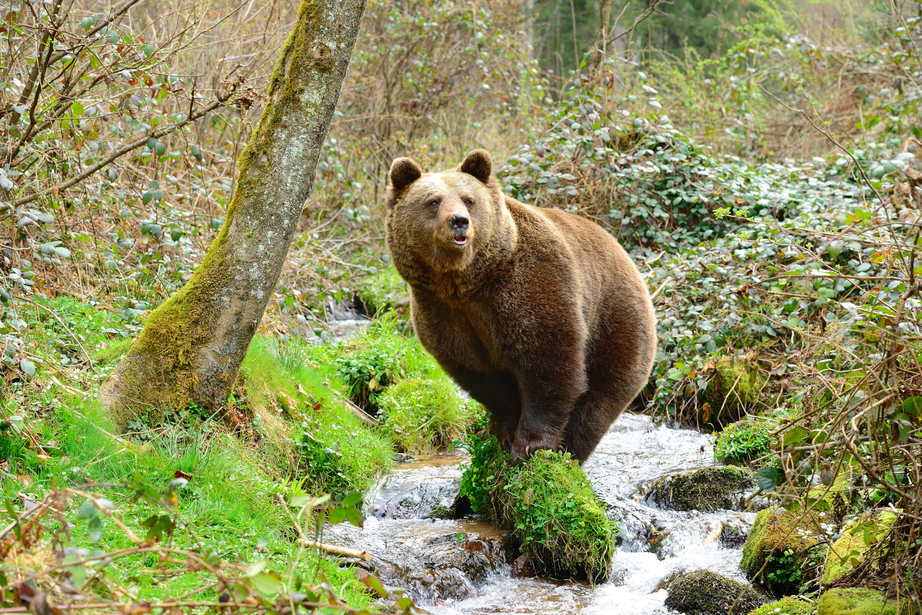 Der Alternative Wolf Und Bärenpark Schwarzwald Schwarzwald Podcast